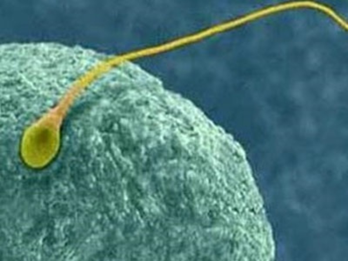 Εξωσωματική γονιμοποίηση: Πως να αυξήσετε τις πιθανότητες επιτυχίας