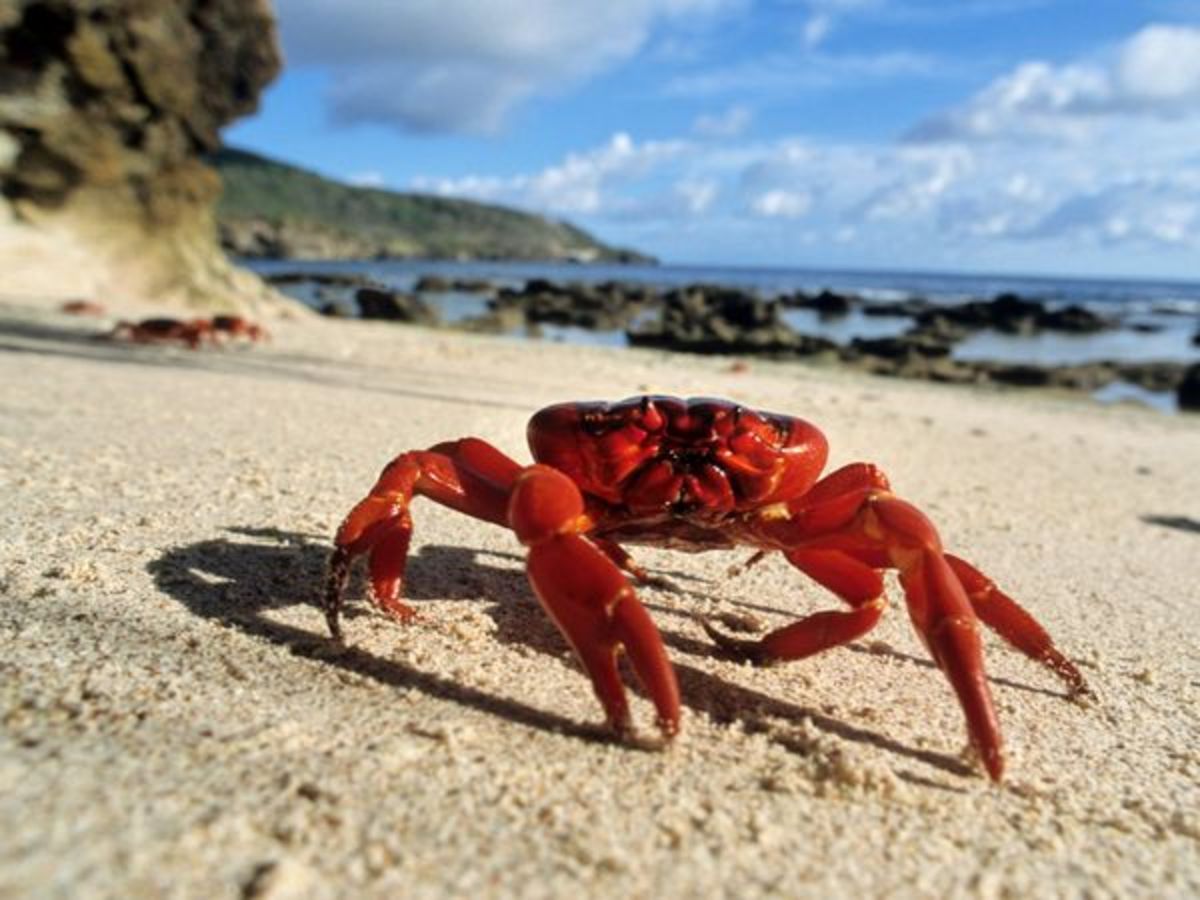 ένα καβουράκι για τον εοπυυ τι ψωνίζει με 17 000 ευρώ ο οργανισμός