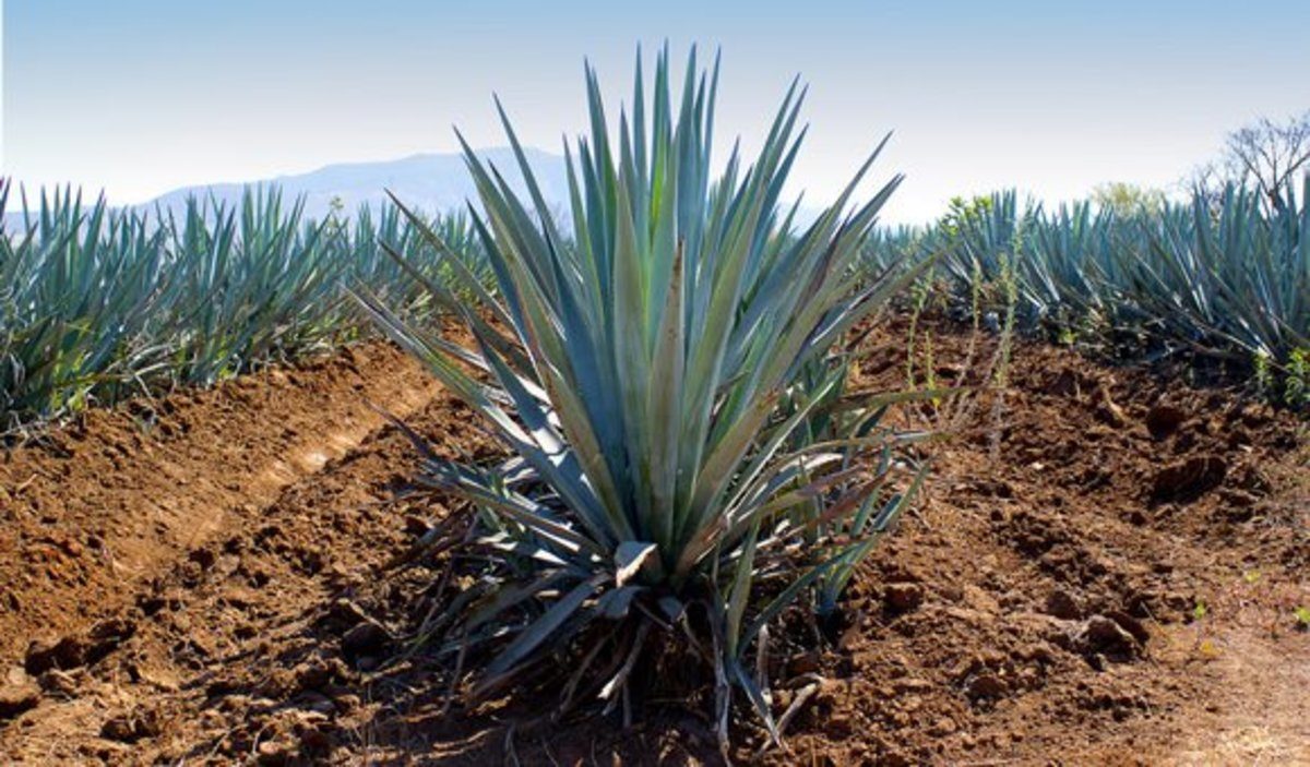 Σιρόπι από αγαύη ως υποκατάστατο ζάχαρης: Τι ΠΡΕΠΕΙ να ξέρετε για ...