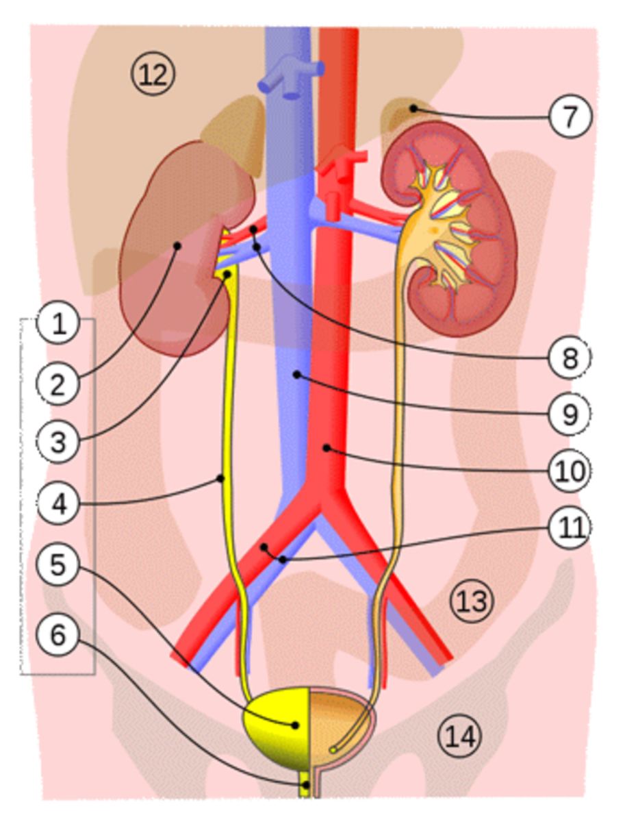Συχνοουρία: Τι παθήσεις μπορεί να κρύβει – Τι να προσέχετε