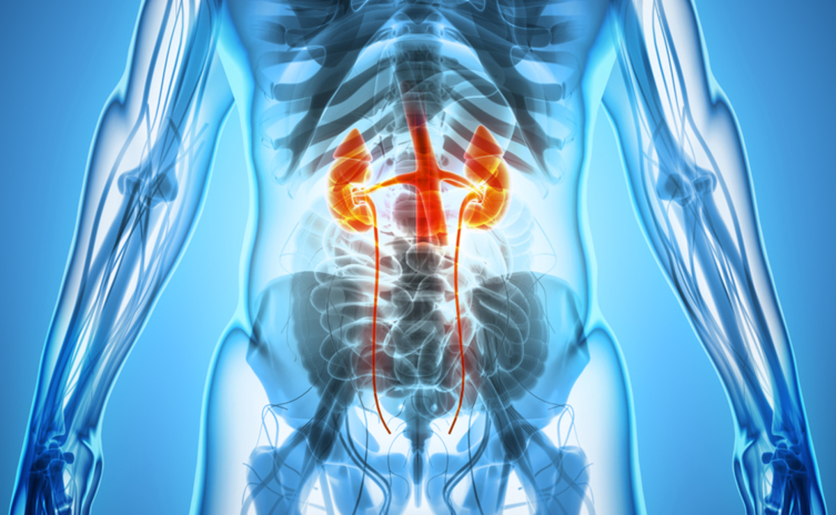 Ουροποιητικό σύστημα: 11 σημαντικές πληροφορίες