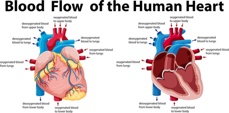 Καρδιακές αρρυθμίες: Συμπτώματα, τύποι, αιτίες και αντιμετώπιση